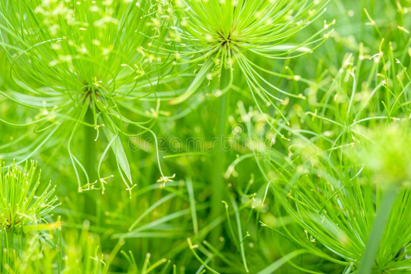 Close Up of Green Cyperus Papyrus Field Stock Image - Image of bunch ...