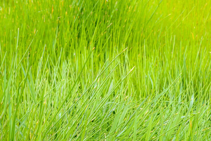 Close Up of Green Cyperus Papyrus Field Stock Photo - Image of cyperus ...