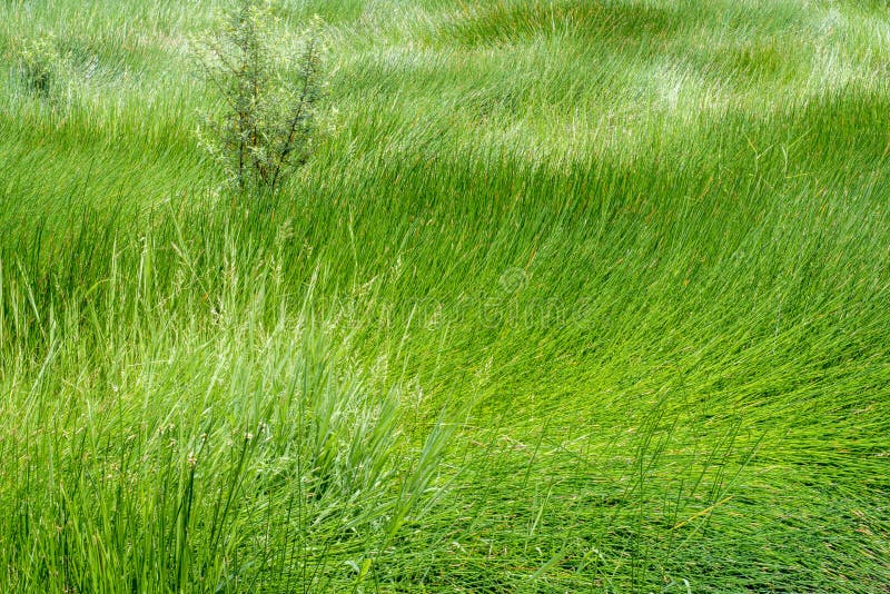 Close Up of Green Cyperus Papyrus Field Stock Image - Image of jungle ...