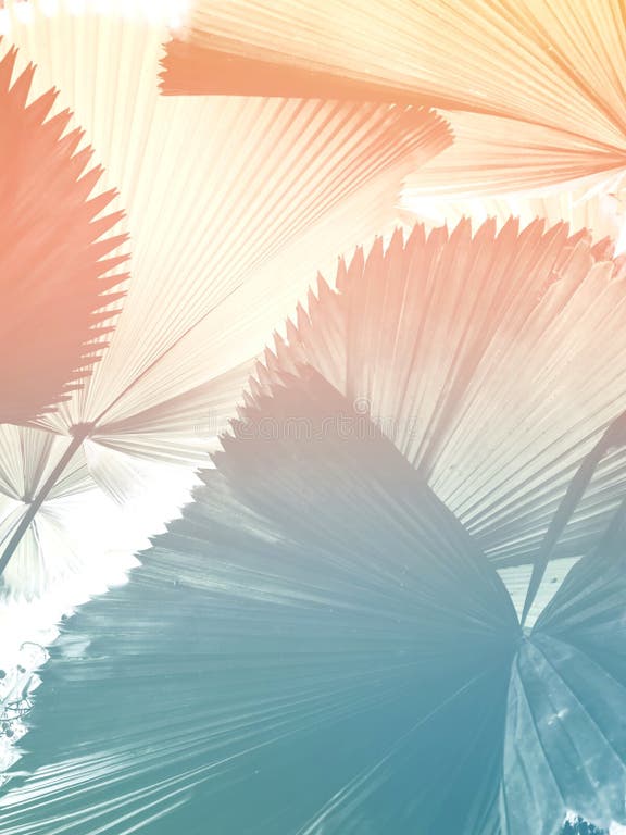 Abstract palm fronds. stock image. Image of plant, foliage - 199670287