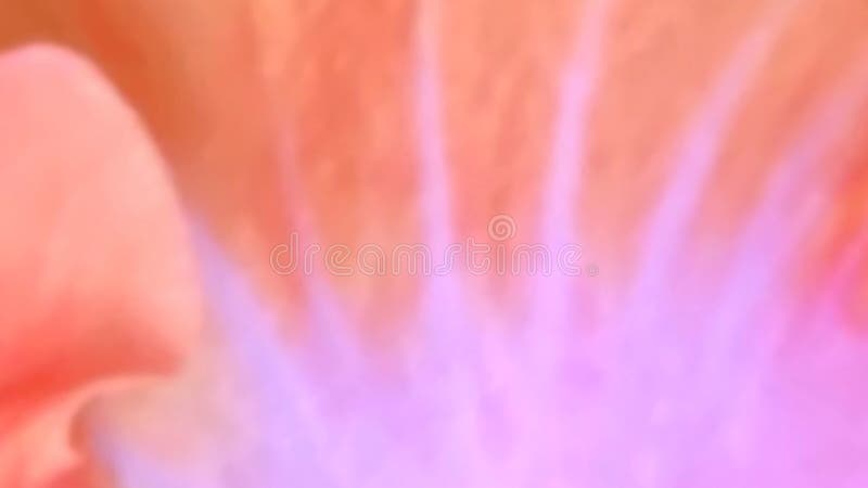 Abstract Pattern Background of Pink Radius and Orange Stock ...