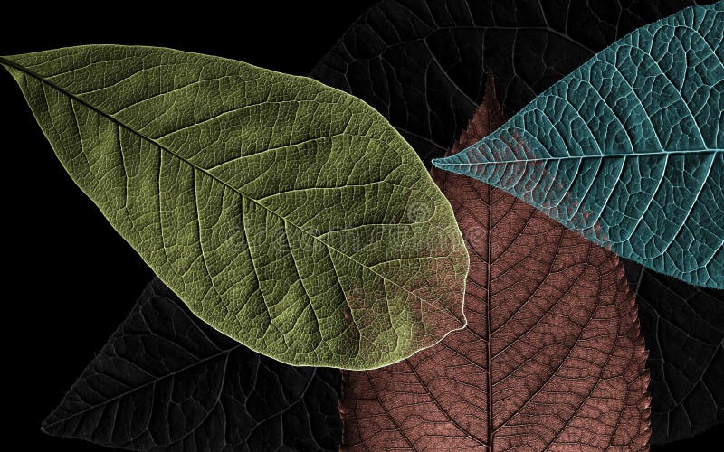 Abstract Pattern from Beautiful Textured Leaves. Stock Photo - Image of ...