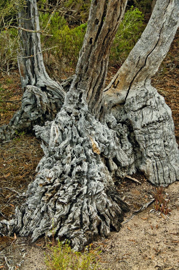 Abstract Pattern of Decaying Tree Roots Stock Image - Image of trunk ...
