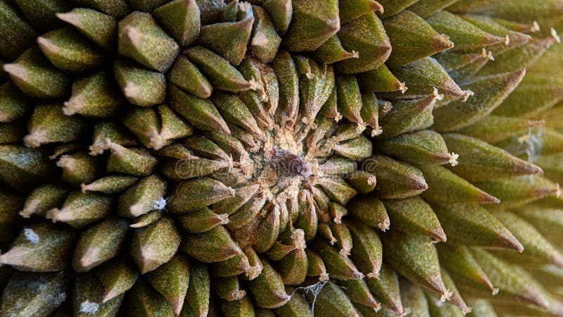 Abstract Pattern Durian Thorn Texture Background Stock Photo - Image of ...