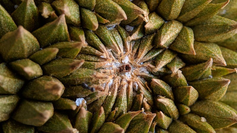 Abstract Pattern Durian Thorn Texture Background Stock Photo - Image of ...