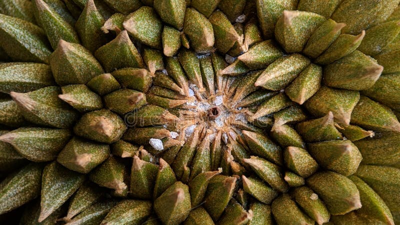 Abstract Pattern Durian Thorn Texture Background Stock Image - Image of ...
