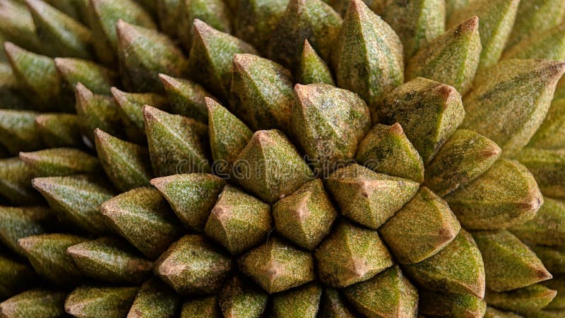Abstract Pattern Durian Thorn Texture Background Stock Photo - Image of ...