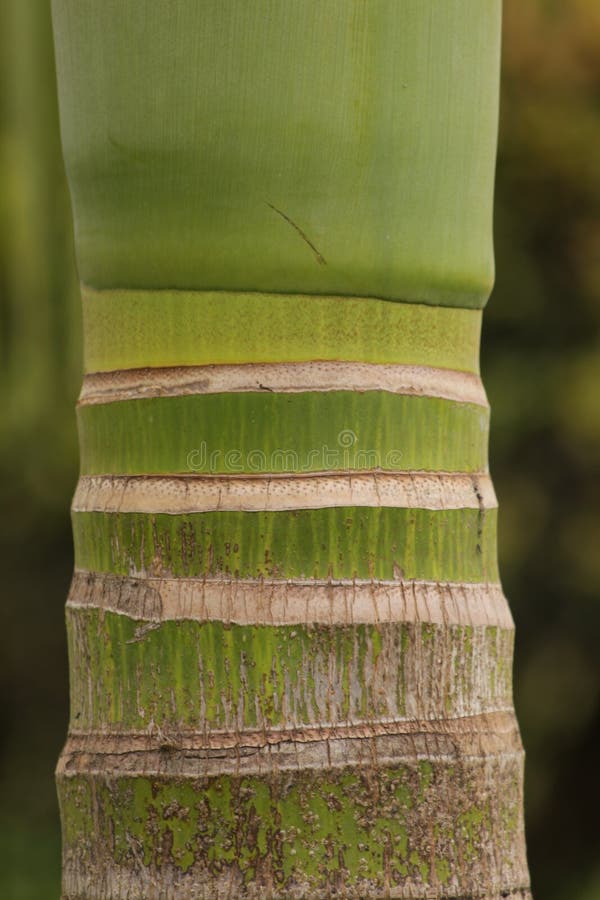 Coconut Tree Trunk stock image. Image of nature, rugged - 38121157