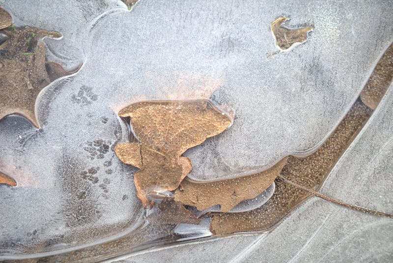 Abstract Pattern Formed in Frozen Puddle, with Oak Leaf (Quercus Robur ...