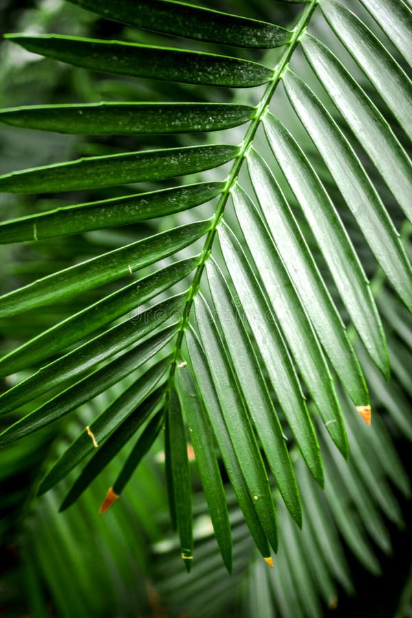Abstract Pattern with Green Leaf Close Up in Greenhouse Stock Image ...