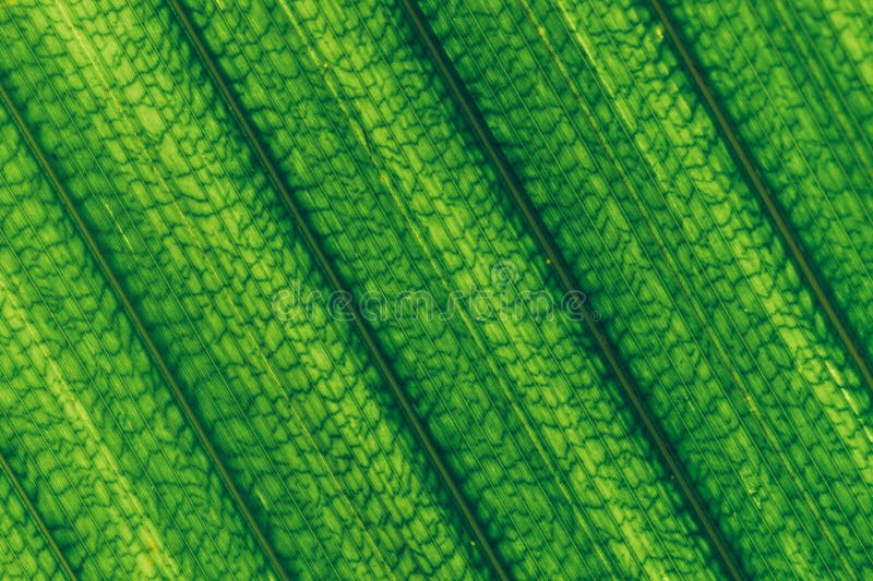 Abstract Pattern Leaf, Palm Leaves Texture with Shadow Stock Photo ...