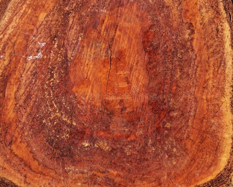 Abstract Pattern of Longan Tree Core Texture Stock Image - Image of ...