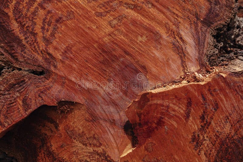 Abstract Pattern of Longan Tree Core Texture Stock Image - Image of ...