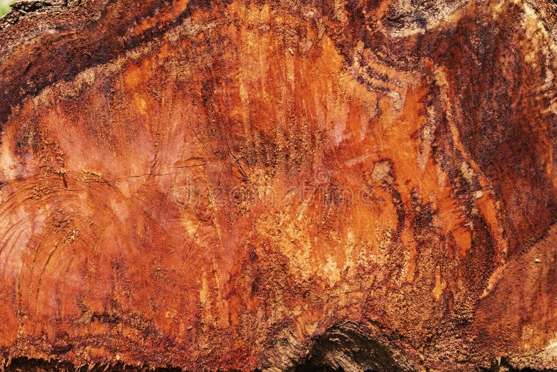 108 Longan Tree Pattern Stock Photos - Free & Royalty-Free Stock Photos ...