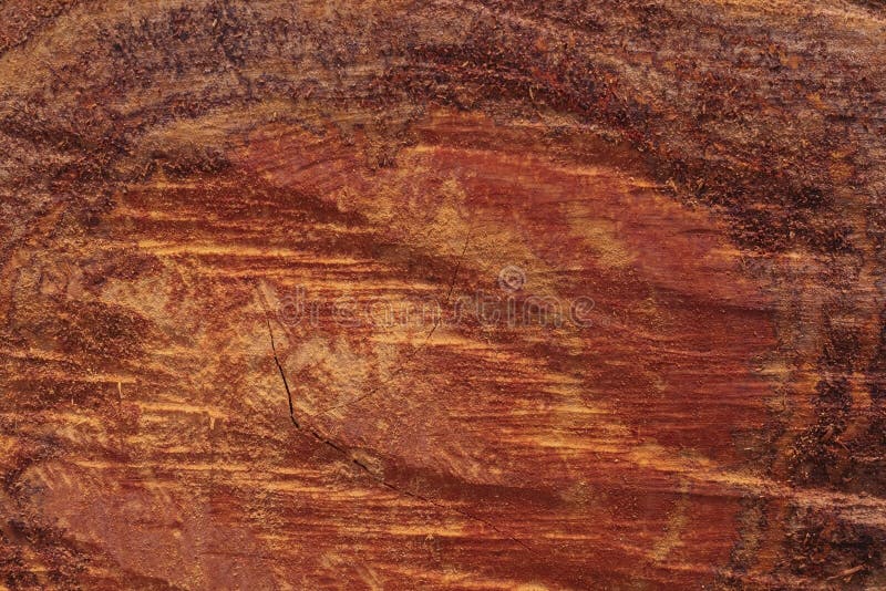 Abstract Pattern of Longan Tree Core Texture Stock Image - Image of ...