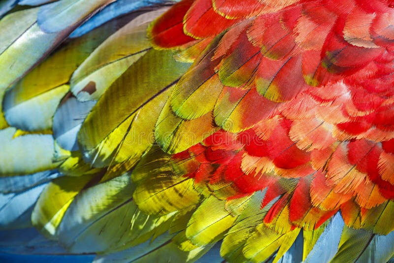 Abstract Pattern of Macaw Parrot Feathers Close-up Stock Photo - Image ...