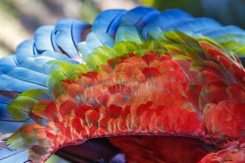 Abstract Pattern of Macaw Parrot Feathers Close-up Stock Photo - Image ...