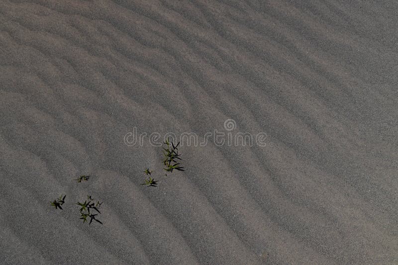 Abstract Pattern Made Due To Wind Erosion on Shifting Sand Dunes. Stock ...