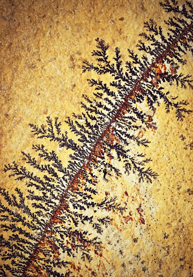 Abstract Prehistoric Background Stock Image - Image of bones, dinosaur ...