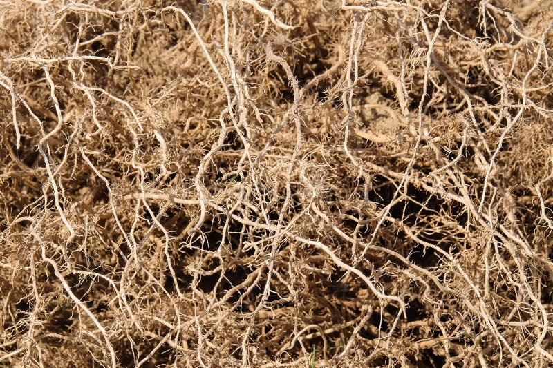 Abstract Pattern and Texture of Piles of Dried Plant Roots Stock Photo ...