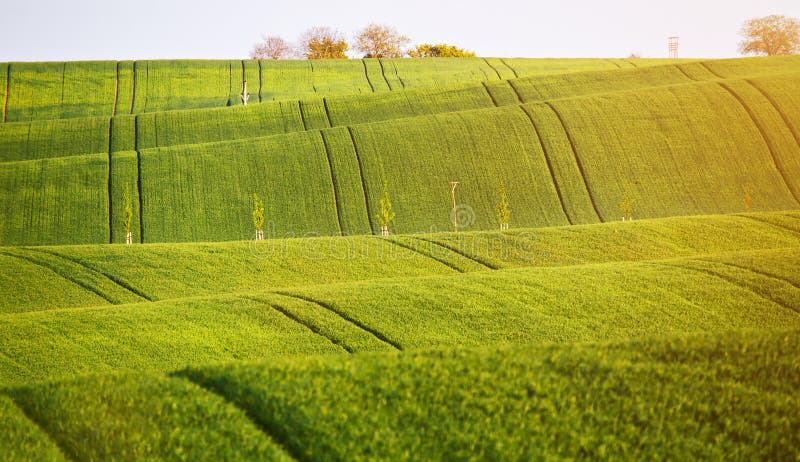 Abstract Pattern Texture of Rolling Wavy Fields in Spring. Spring Green ...
