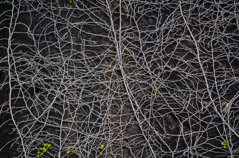 Abstract Pattern of Tree Root on a Old Black Wall. Stock Photo - Image ...