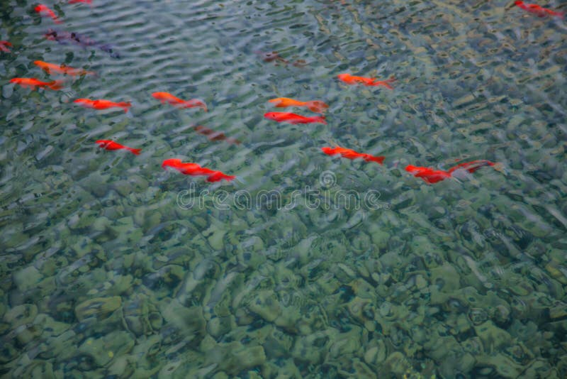 Abstract Pattern of Water Refraction in Goldfish in a Pond Stock Photo ...