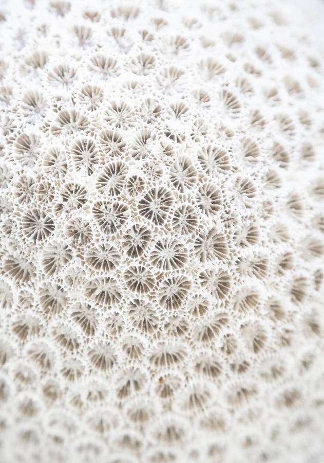 Abstract Pattern of White Dead Natural Coral Stock Photo - Image of ...