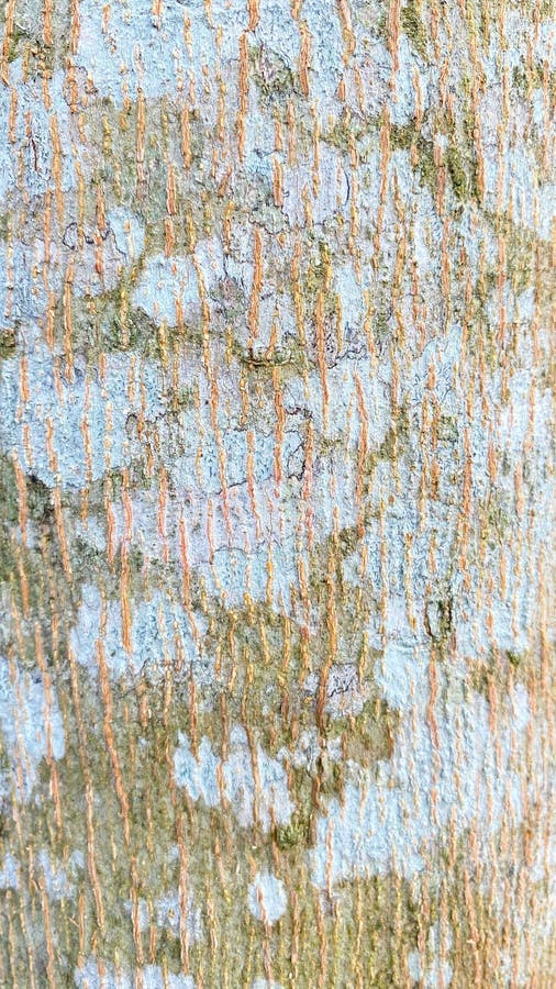 Abstract Patterned Mango Tree Bark Texture Seen Up Close Stock Photo ...