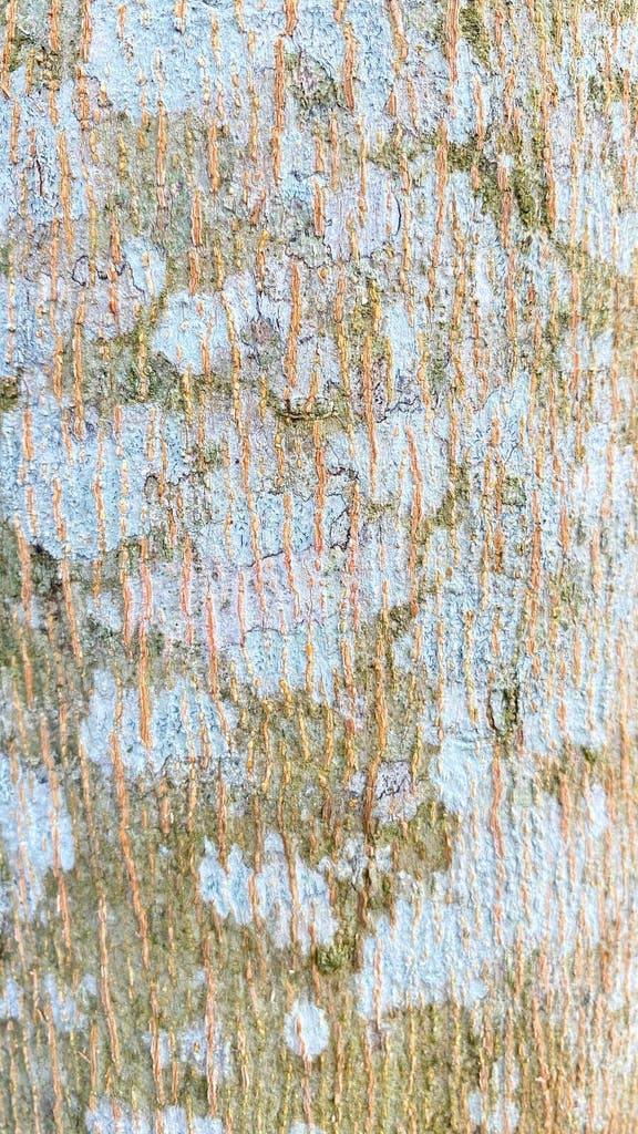 Abstract Patterned Mango Tree Bark Texture Seen Up Close Stock Photo ...
