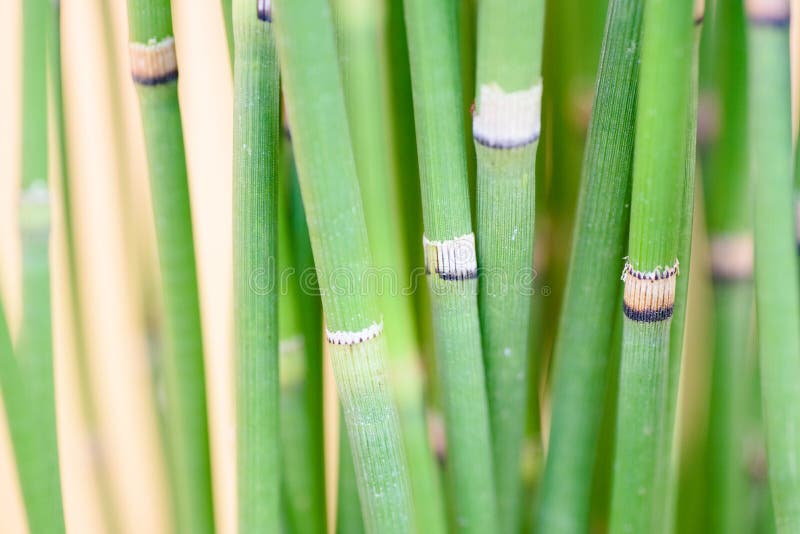 Abstract Patterns of Green Vertical Stems Stock Photo - Image of ...
