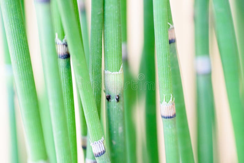 Abstract Patterns of Green Vertical Stems Stock Image - Image of ...