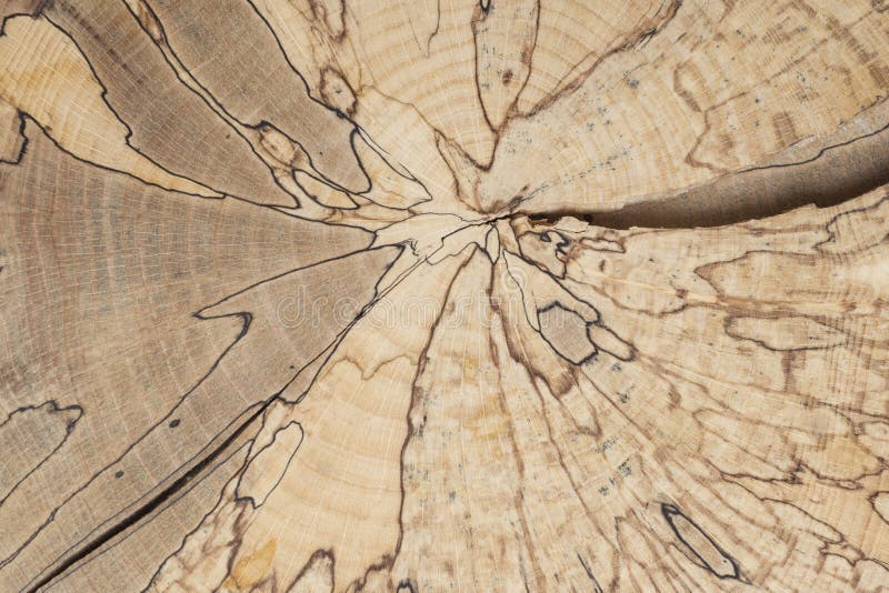 Abstract Patterns Revealed in the Cross-sectional Wood Slice. Beech ...