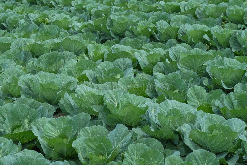 Abstract Patterns, Shapes and Textures of Cabbage Plants in the Field ...