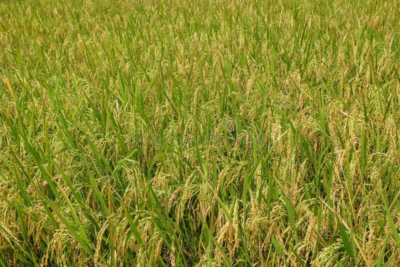 Abstract Patterns and Textures of Rice Fields Stock Photo - Image of ...