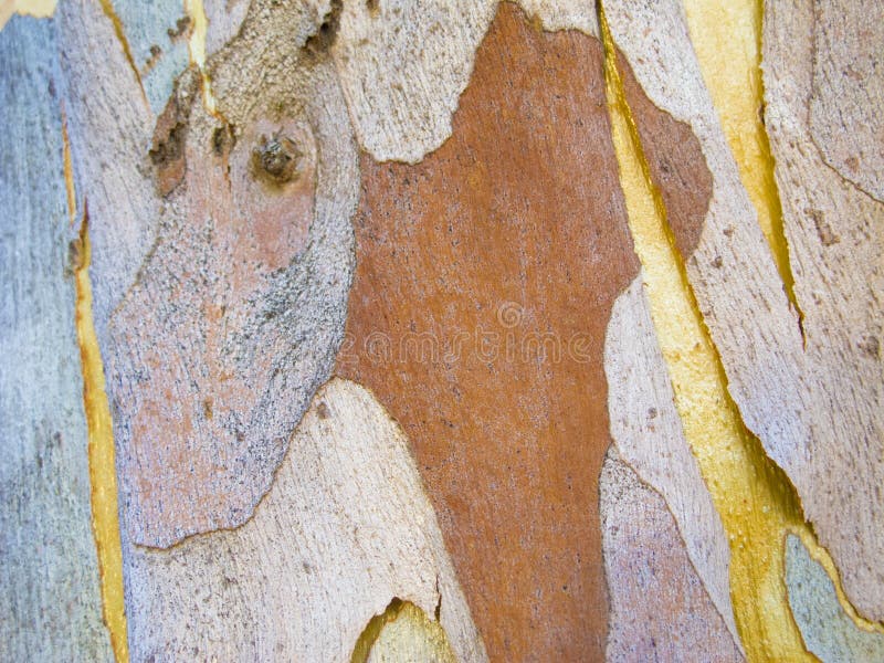 Abstract Patterns on Tree Bark Stock Image - Image of living, lines ...