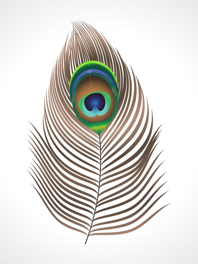 Peacock Feather Stock Vector Illustration Of Design 30801891