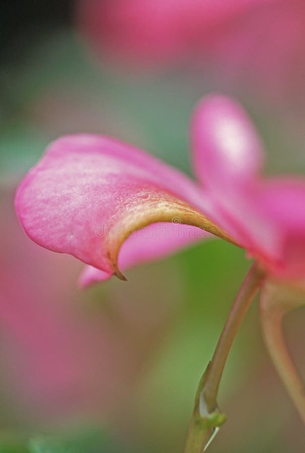 Abstract petal stock image. Image of seasonal, pink, fine - 34387