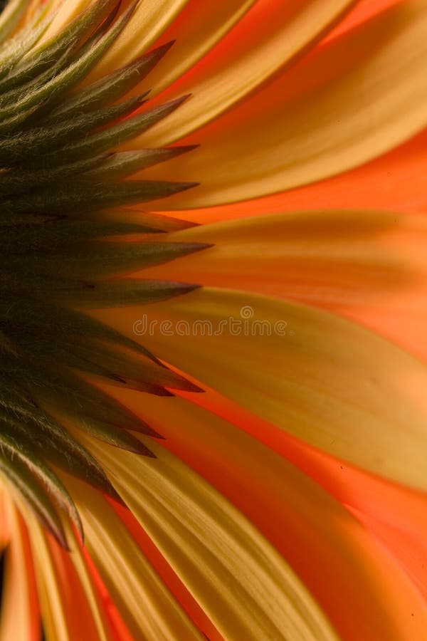 Abstract Petals stock photo. Image of orange, green, peace - 8222340