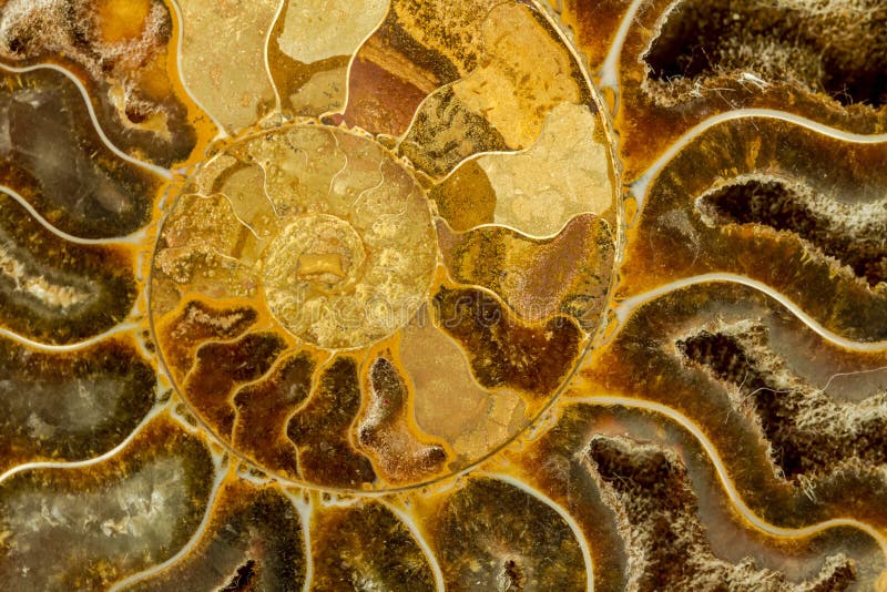 Abstract of Petrified Ammonite Stock Photo - Image of ancient, rock ...