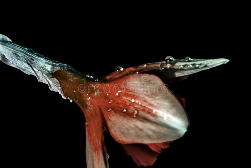 Abstract Photo of Flower, Detail, with Color Modification. Stock Image ...