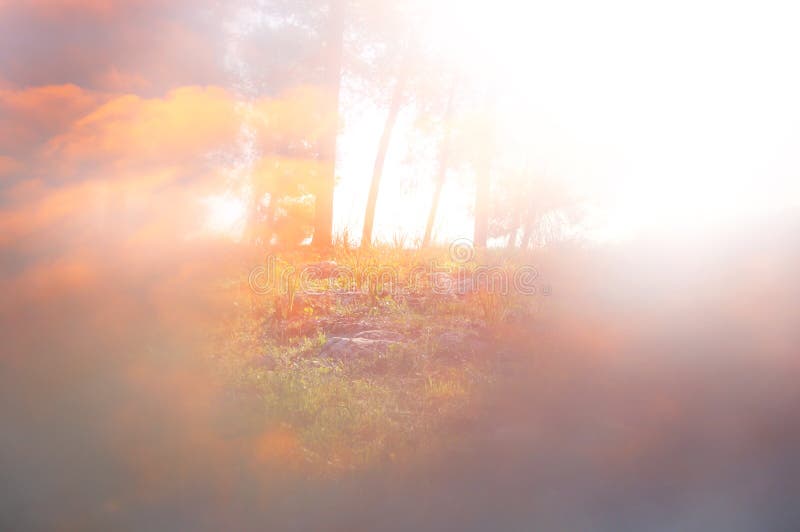 Abstract Photo of Forest and Glitter Bokeh Lights. Image is Blurred and ...