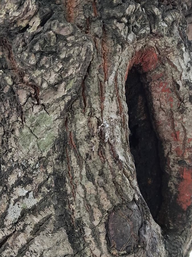 Abstract Photo of a Hollow Log with a Unique Pattern Stock Photo ...