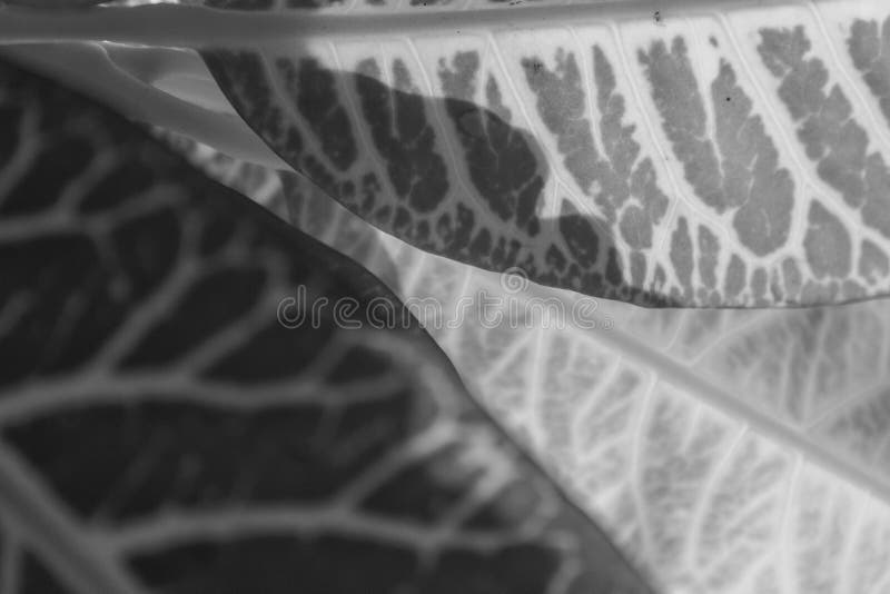 Abstract Photo of Leaves with Black and White, Abstract Background ...
