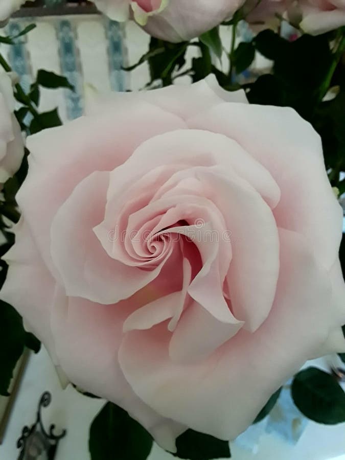 Abstract Photo of Pink Rose Flower Editorial Image - Image of pink ...