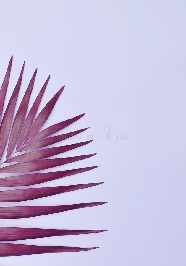 Abstract Photo of Violet Palm Leaf on Blue Background Stock Photo ...