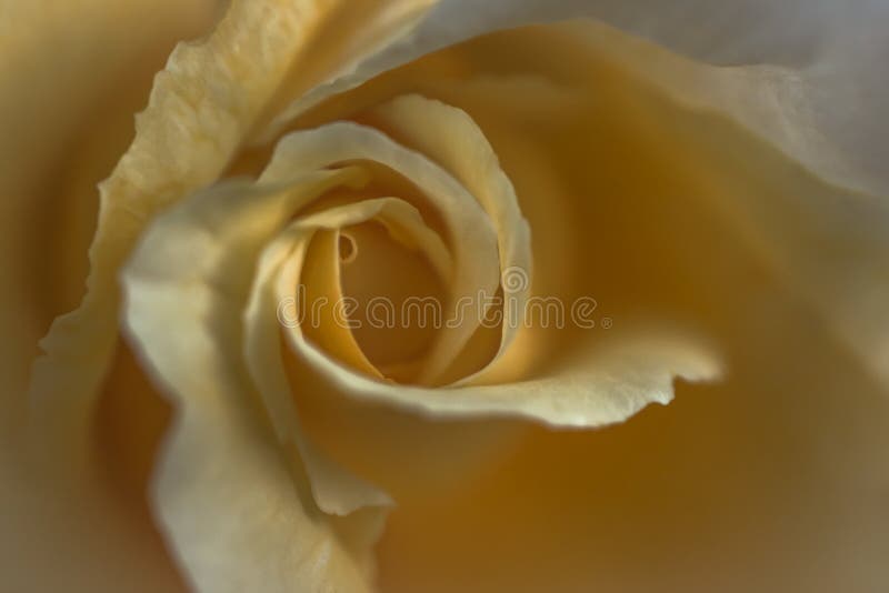 Macro work of yellow rose stock image. Image of garden - 132199379