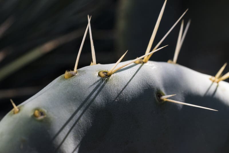 Cactus needles stock photo. Image of delicate, beginning - 105403836