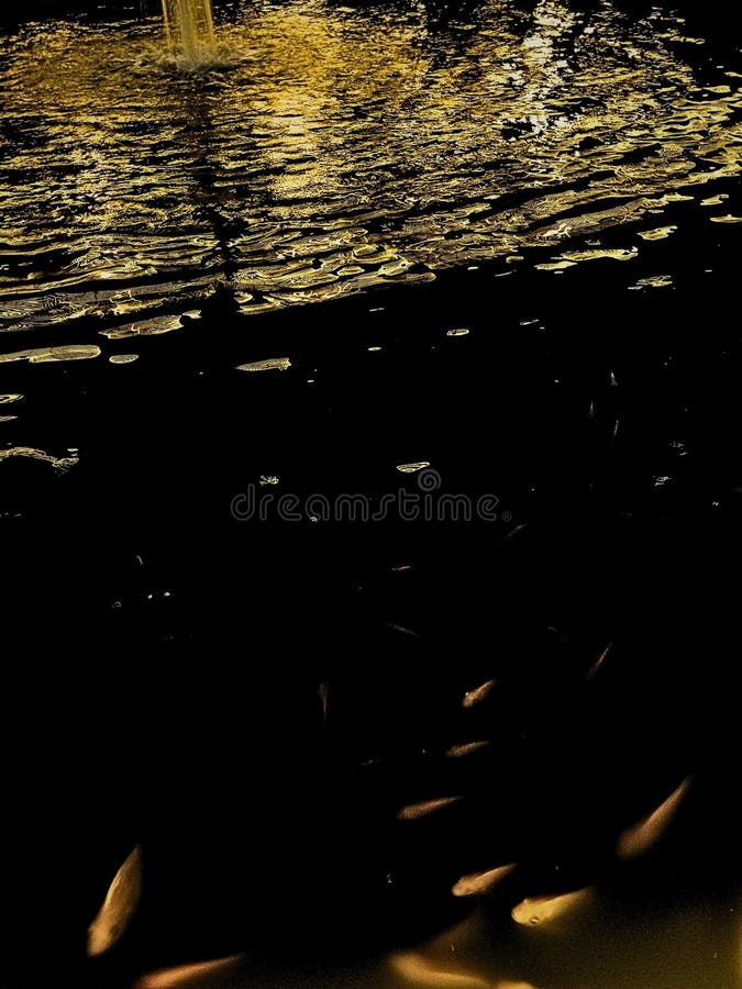 High Angle View of Illuminated Light Reflection on Fishpond Stock Photo ...
