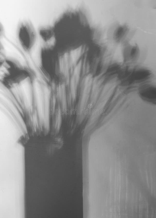 Abstract Photography with Shadow Play on the Wall, Wild Tulip Shadows ...